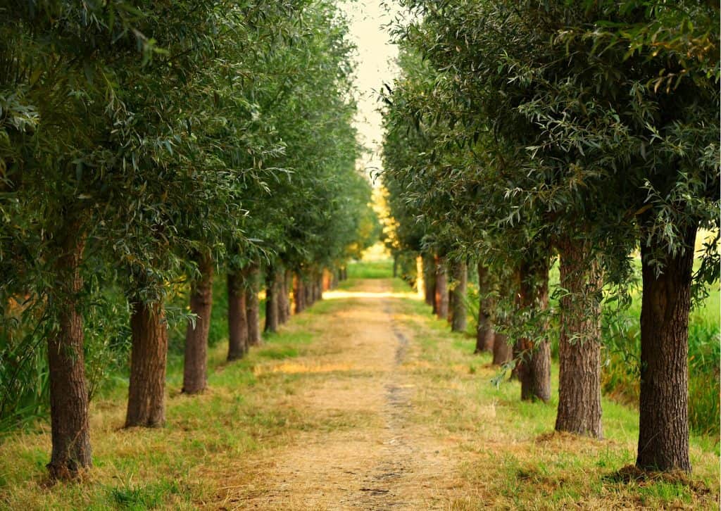 Tree Planting - Harding Green